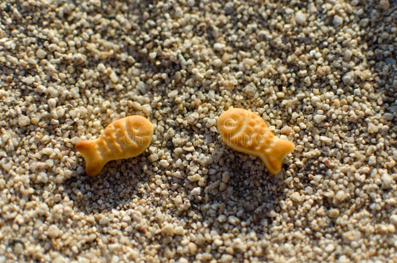 Fish in sand stock image. Image of grain, little, crackers - 33262007