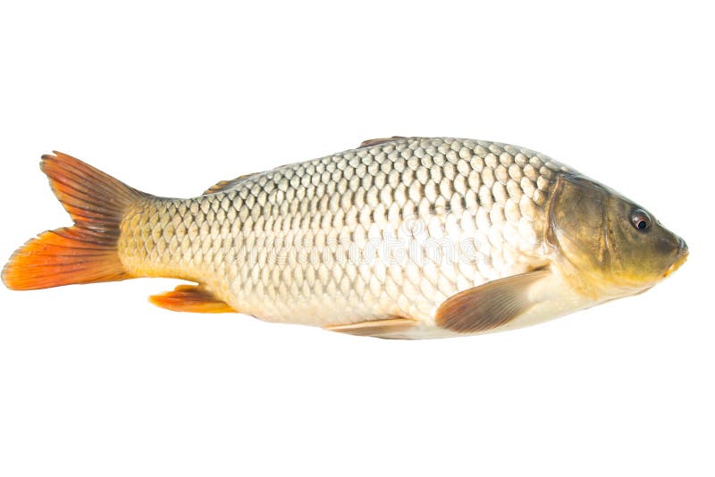 Fish Sazan on White Background Stock Image - Image of background, sazan ...