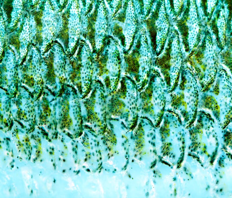 Fish scale stock photo. Image of cover, scales, commercial - 28505760