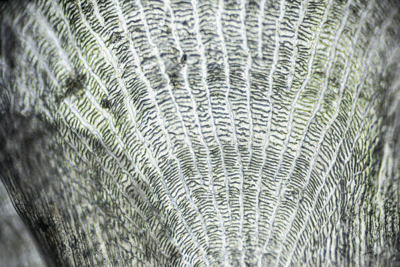 Fish Scales Under Microscope Stock Photos - Free & Royalty-Free Stock ...