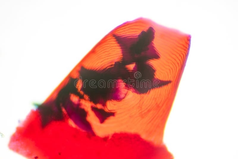 Fish scale stock photo. Image of shape, university, mesoderm - 169339890