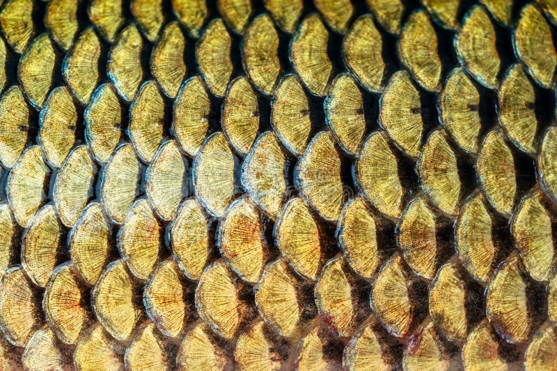 Fish Scale Texture Close Up Stock Image - Image of mermaid, backdrop ...