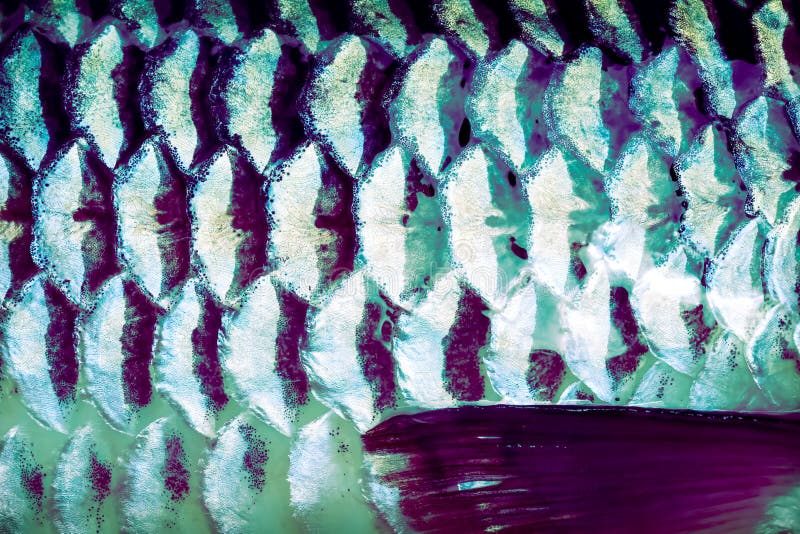 2,748 Fish Fin Texture Stock Photos - Free & Royalty-Free Stock Photos ...