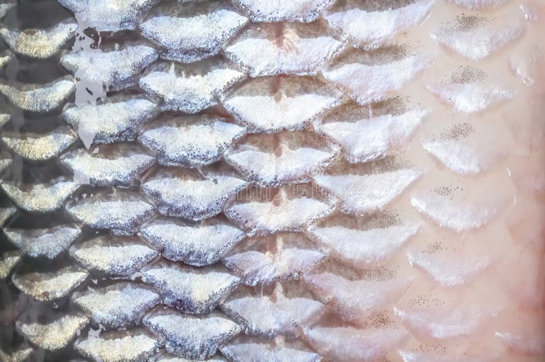 Fish Scale Texture in Seamless Patterns Abstract Background Stock Image ...