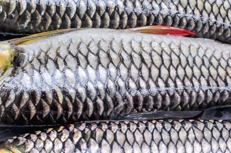 Fish Scale Texture Siamese Mud Carp Freshwater Tropical Natural ...