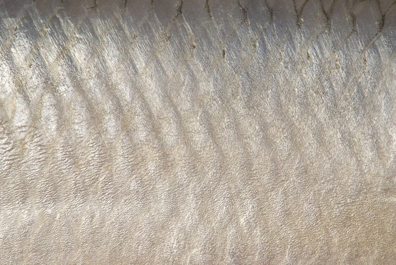 Fish scales stock image. Image of freshwater, studio - 12335945