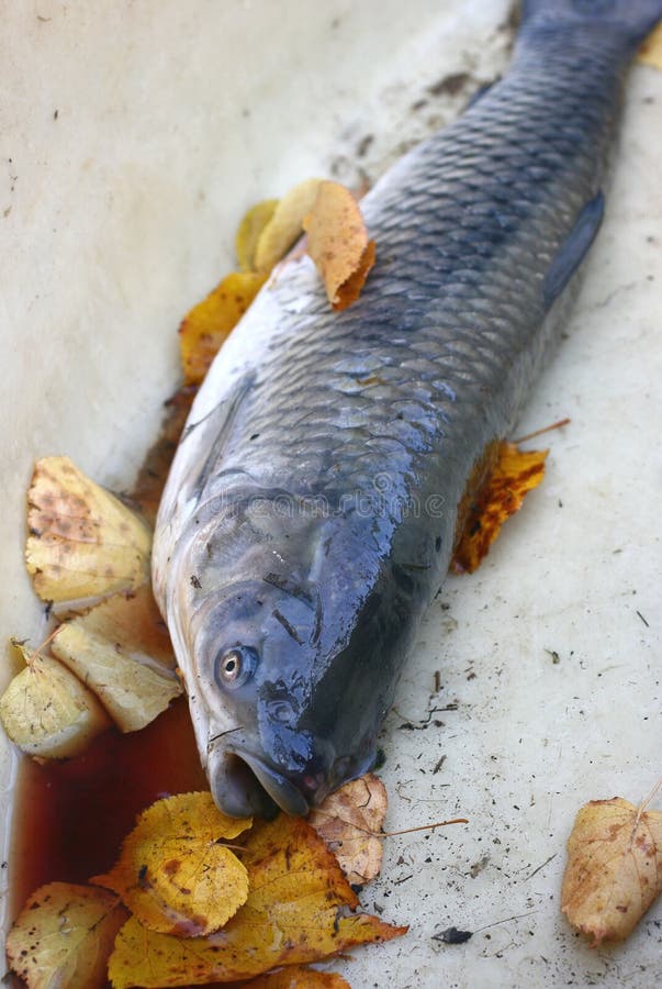 Fish scales 2 stock photo. Image of animals, scales, life - 7275366