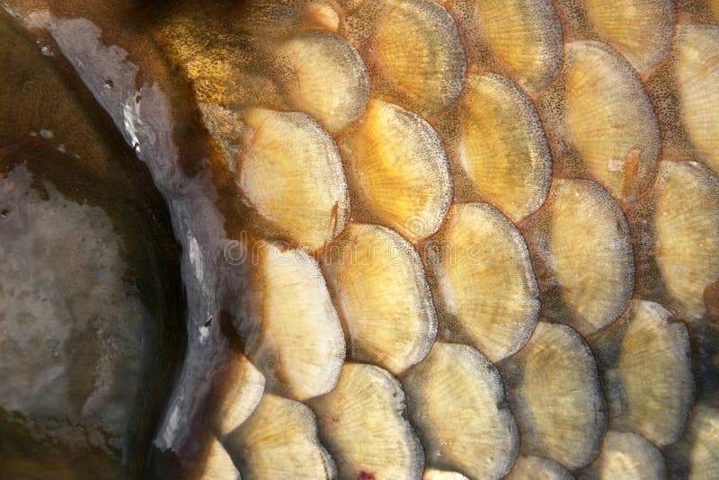 Fish scales stock image. Image of surface, carp, closeup - 22515977