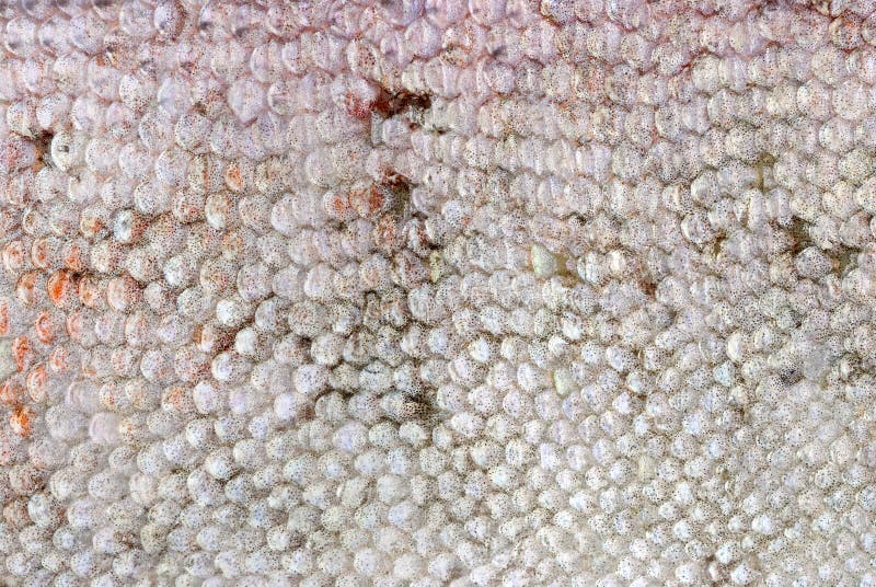 Octopus skin stock photo. Image of cephalopod, background - 14582286
