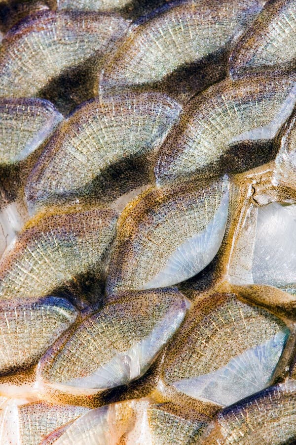 Abstract Fish Scale Background Stock Photo - Image of fish, extreme ...