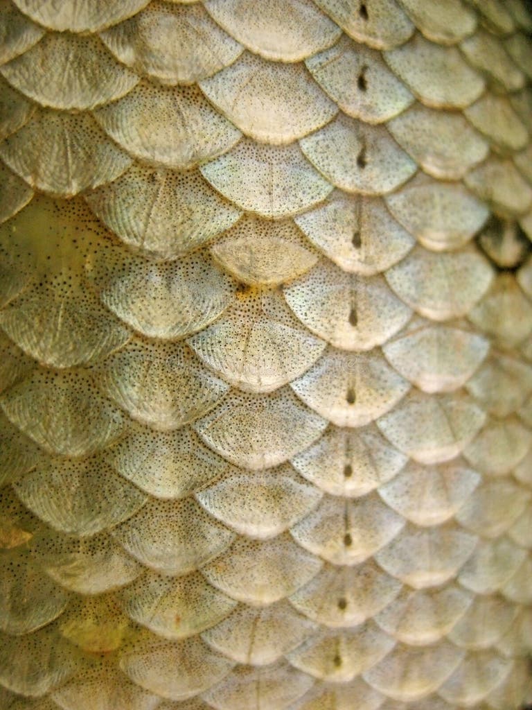 106 Scales Armour Background Stock Photos - Free & Royalty-Free Stock ...