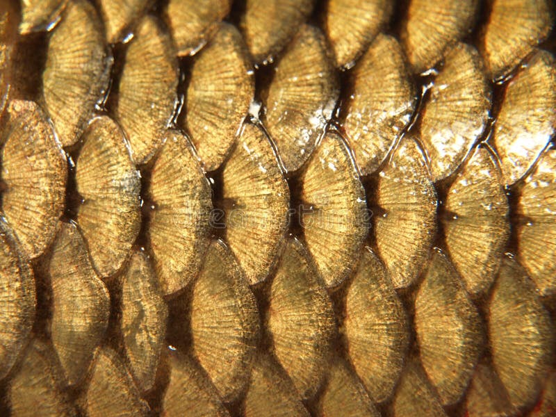 Fish scales stock image. Image of close, socialism, book - 81119847
