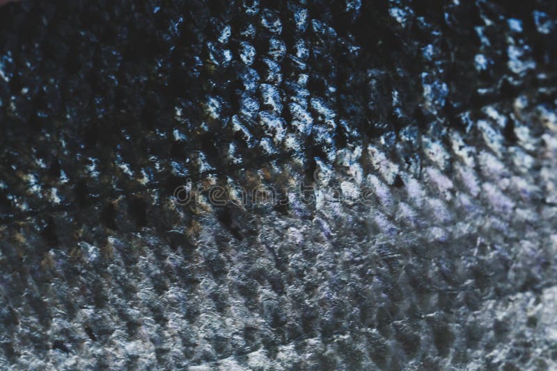 Fish scales stock image. Image of slice, prepare, meal - 46099003