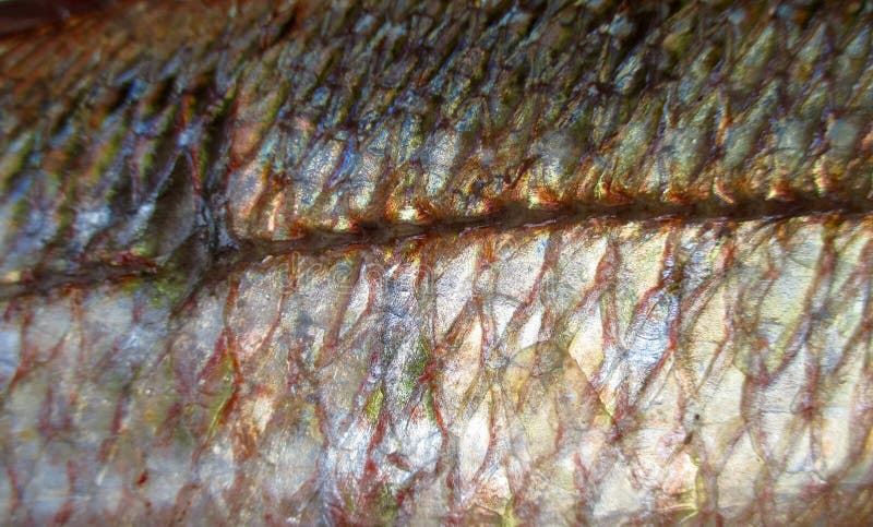 177 Lateral Line Fish Stock Photos - Free & Royalty-Free Stock Photos ...