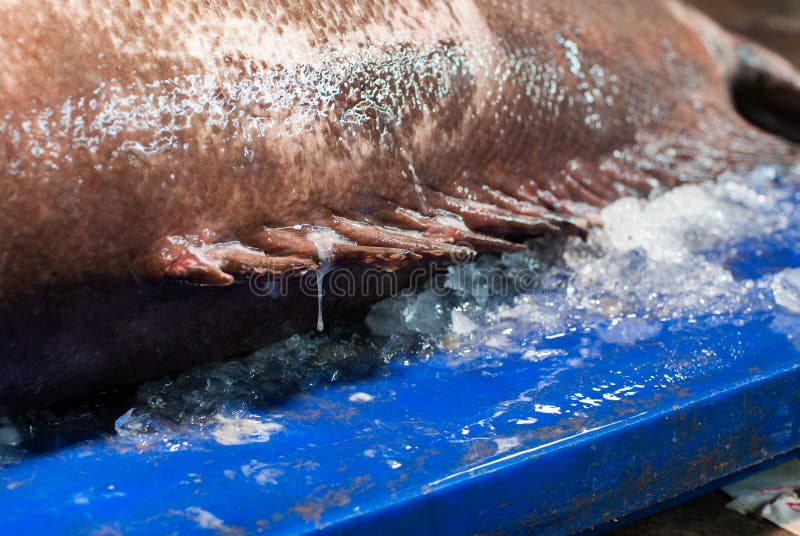 Fish of Scales Close-up Macro Shot Stock Image - Image of healthy ...