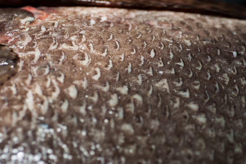 Fish of Scales Close-up Macro Shot Stock Image - Image of silver, water ...