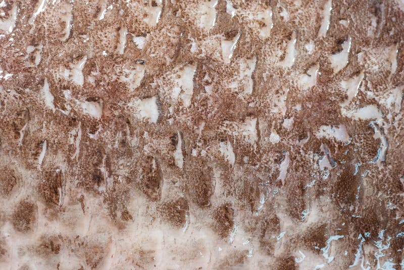 Fish of Scales Close-up Macro Shot Stock Image - Image of skin, tail ...