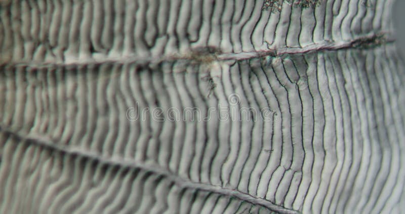 High Magnification 200x of Section of Human Duodenum Filmed Under ...