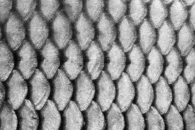 Fish scales stock image. Image of white, overlap, texture - 36652691
