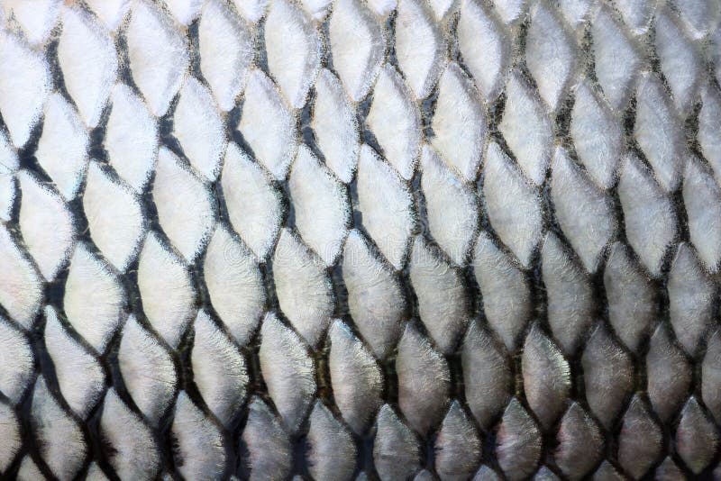 Fish Scales Skin Textured Pattern. Macro View Stock Image - Image of ...