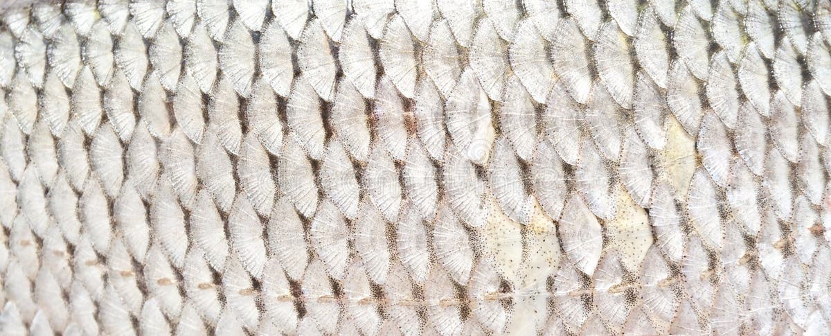 4,887 Fin Texture Stock Photos - Free & Royalty-Free Stock Photos from ...