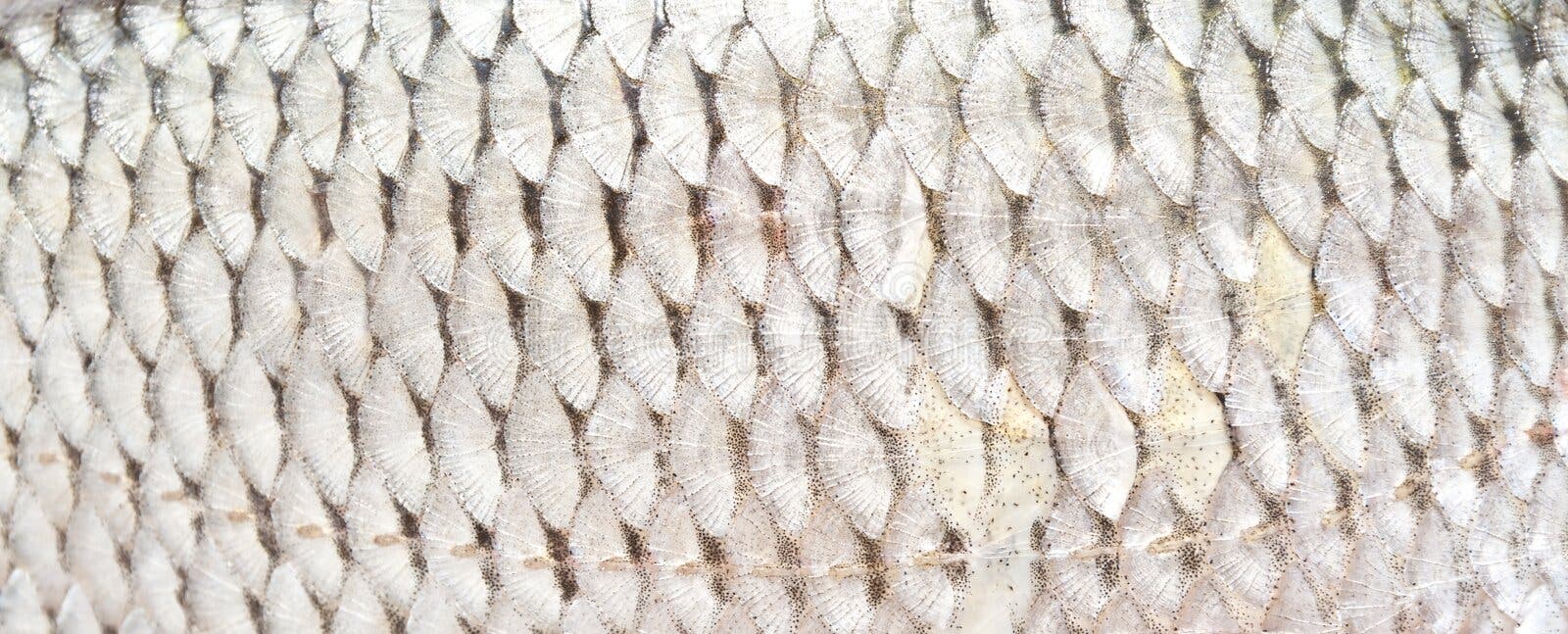 Fish skin texture stock photo. Image of texture, grey - 4843518