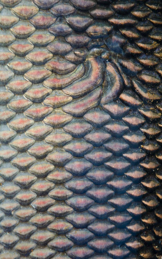 44+ Fish fin texture Free Stock Photos - StockFreeImages