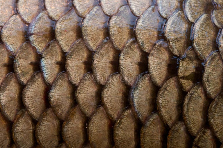 526 Scale Carp Fish Texture Stock Photos - Free & Royalty-Free Stock ...