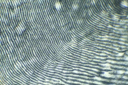 Fish Scales Under the Microscope Stock Photo - Image of fishery ...