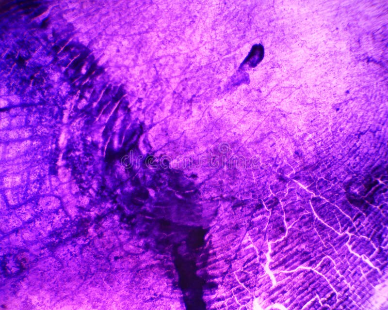 Fish Scales Under the Microscope Stock Photo - Image of fishery ...