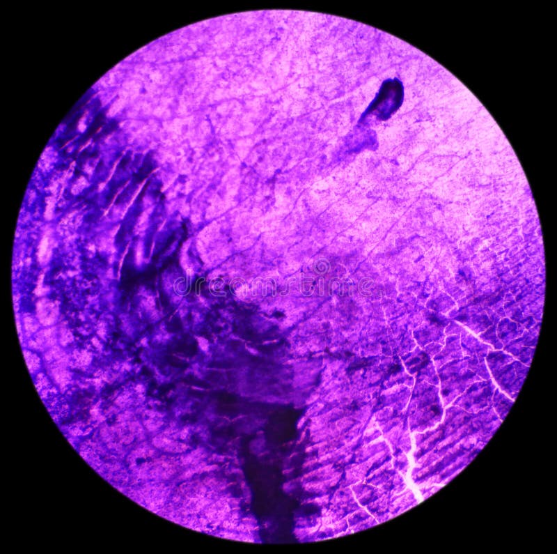 Fish Scales Under the Microscope Stock Photo - Image of fishery ...