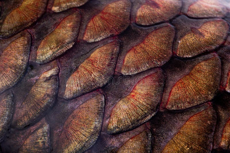 Big carp scales stock photo. Image of fresh, dinner, isolated - 9536828