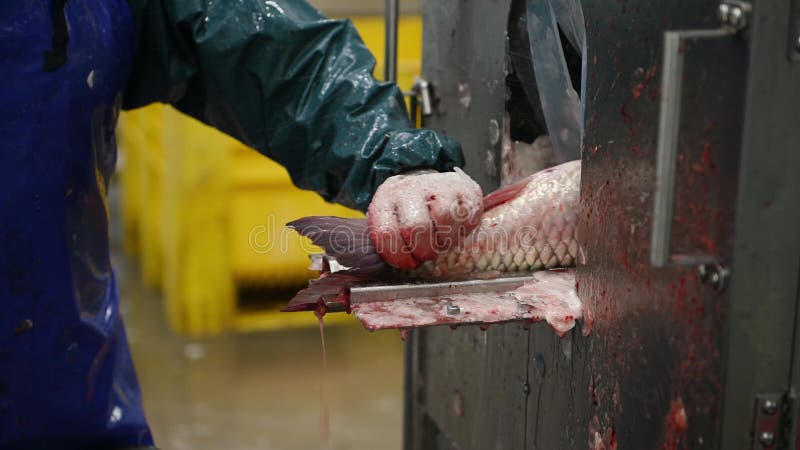 Fish Scaling Machine Working in Factory Stock Video - Video of industry ...