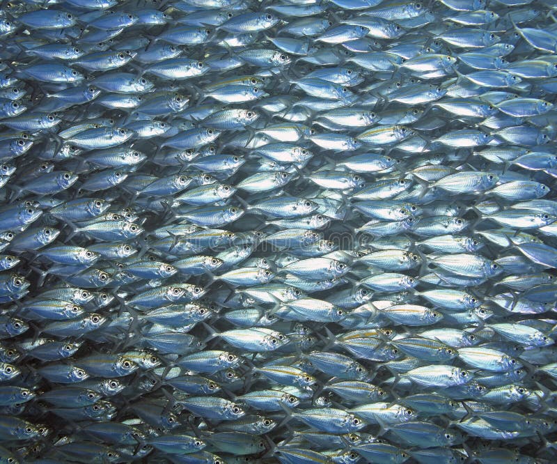 Fish School stock photo. Image of fish, school, salt - 13951772