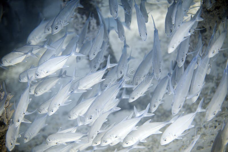 Fish school stock photo. Image of scuba, fish, school - 25000938