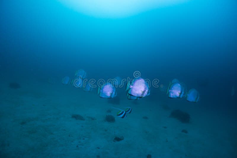 929 Cute School Fish Stock Photos - Free & Royalty-Free Stock Photos ...