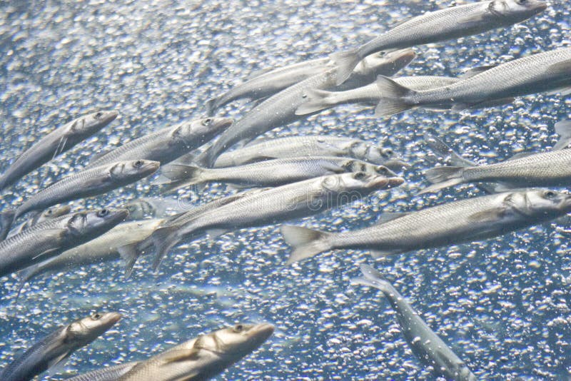 School of fish stock photo. Image of jfybel, salt, mouth - 24104