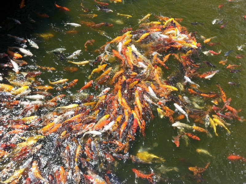 129 Coi Fish Photography Photos - Free & Royalty-Free Stock Photos from ...