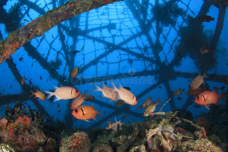 Fish school stock image. Image of grouper, seabream, diving - 39667577
