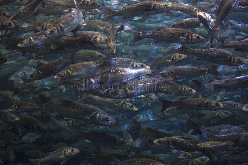 Fish School Shoal in Blue Ocean Stock Photo - Image of marine, sardines ...