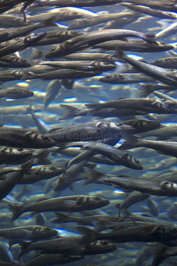 Fish School Shoal in Blue Ocean Stock Image - Image of herring, animal ...