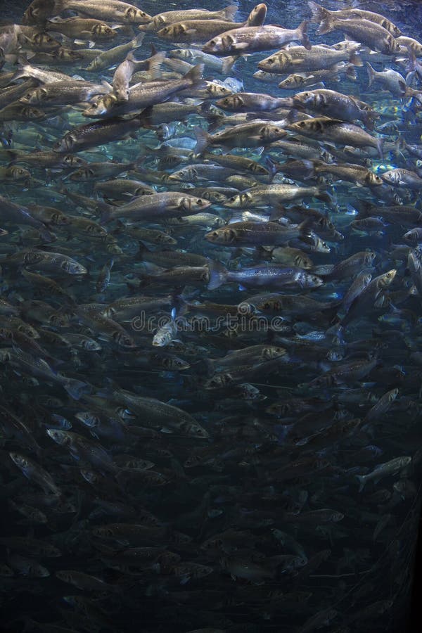 Fish School Shoal in Blue Ocean Stock Photo - Image of fish, tropical ...