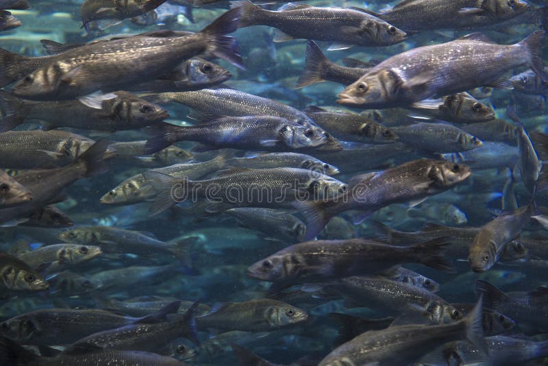 Fish School Shoal in Blue Ocean Stock Image - Image of environment ...