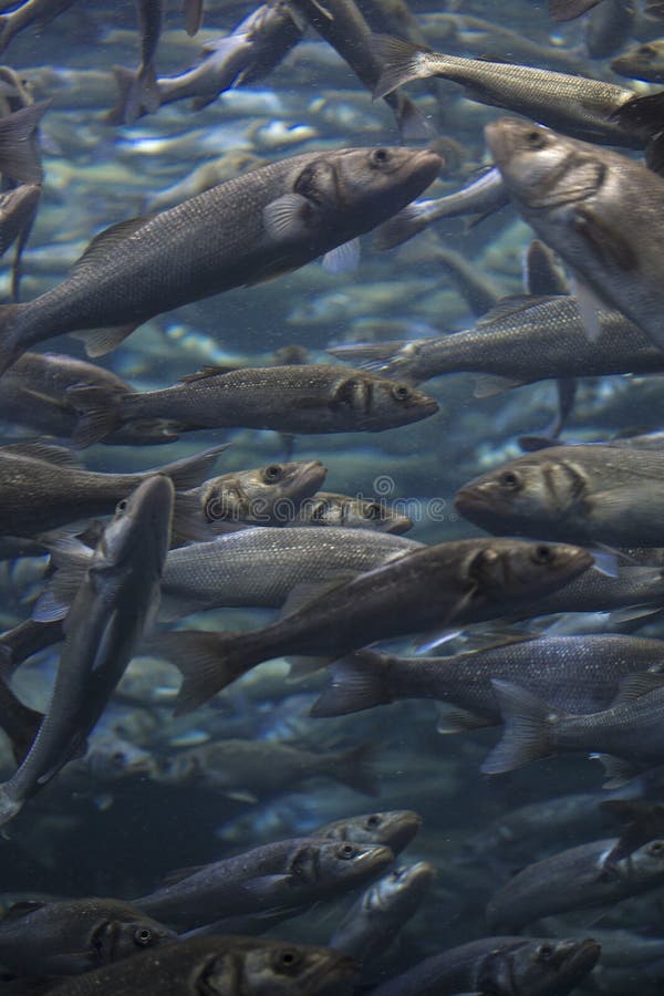 Fish School Shoal in Blue Ocean Stock Photo - Image of wild, color ...