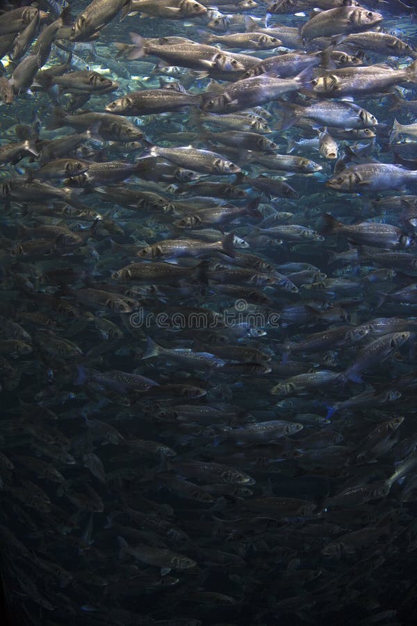 Fish School Shoal in Blue Ocean Stock Photo - Image of water, fishery ...