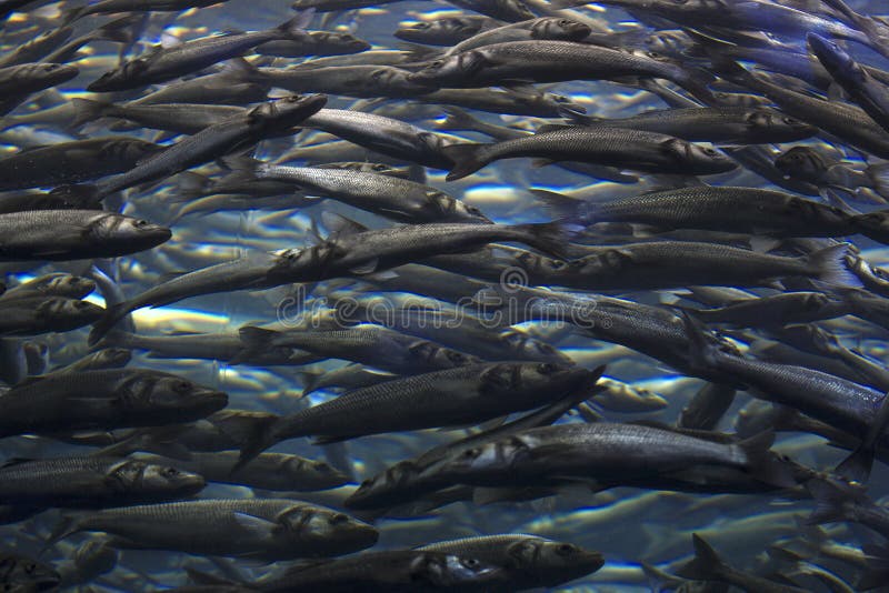 Fish School Shoal in Blue Ocean Stock Image - Image of animal, natural ...