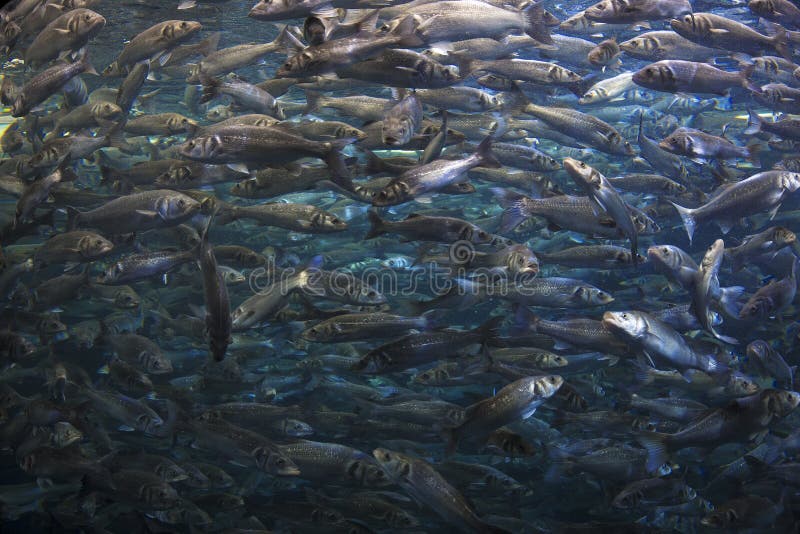 Fish School Shoal in Blue Ocean Stock Image - Image of water, beauty ...