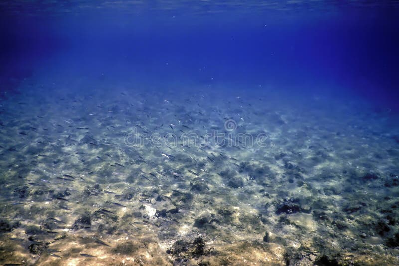 Fish School Underwater Seabed Stock Image - Image of swimming ...