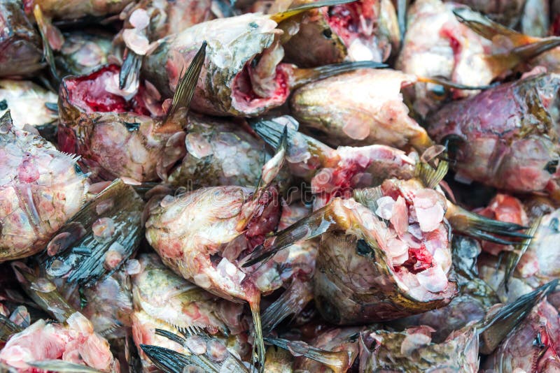 Pile of fish heads stock photo. Image of isolated, background - 23978036
