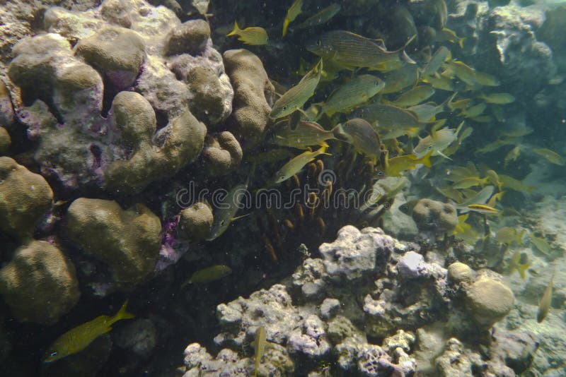 Underwater,fishes among the Rocks Stock Photo - Image of coral, shoal ...